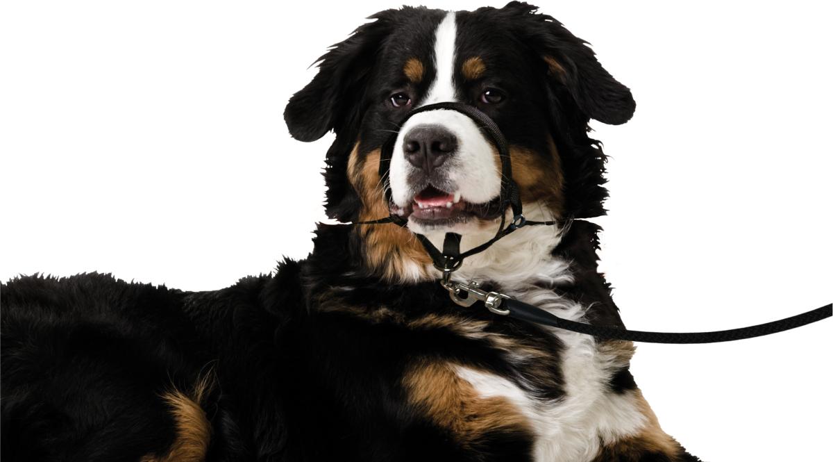 Easy Leader, d'éducation pour chien - La Toutouniere