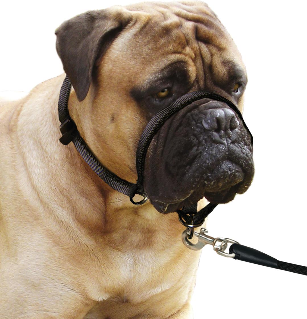 Easy Leader, d'éducation pour chien - La Toutouniere